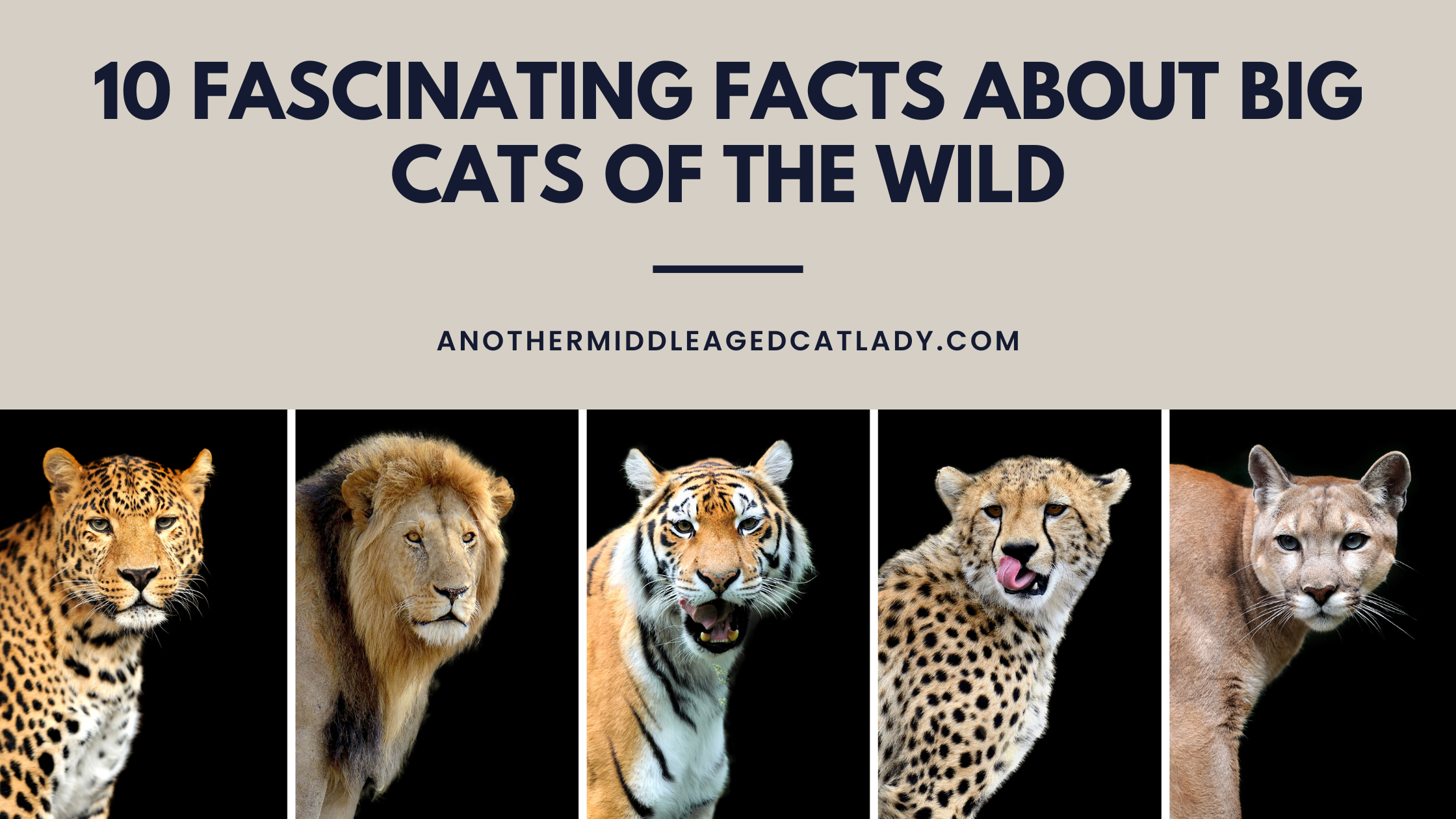 10 Fascinating Facts About Big Cats of the Wild – Another Middle-Aged ...