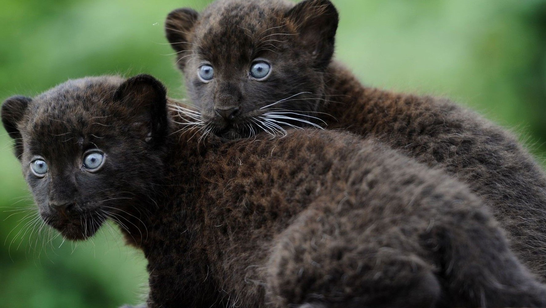 baby-panthers – Another Middle-Aged Cat Lady